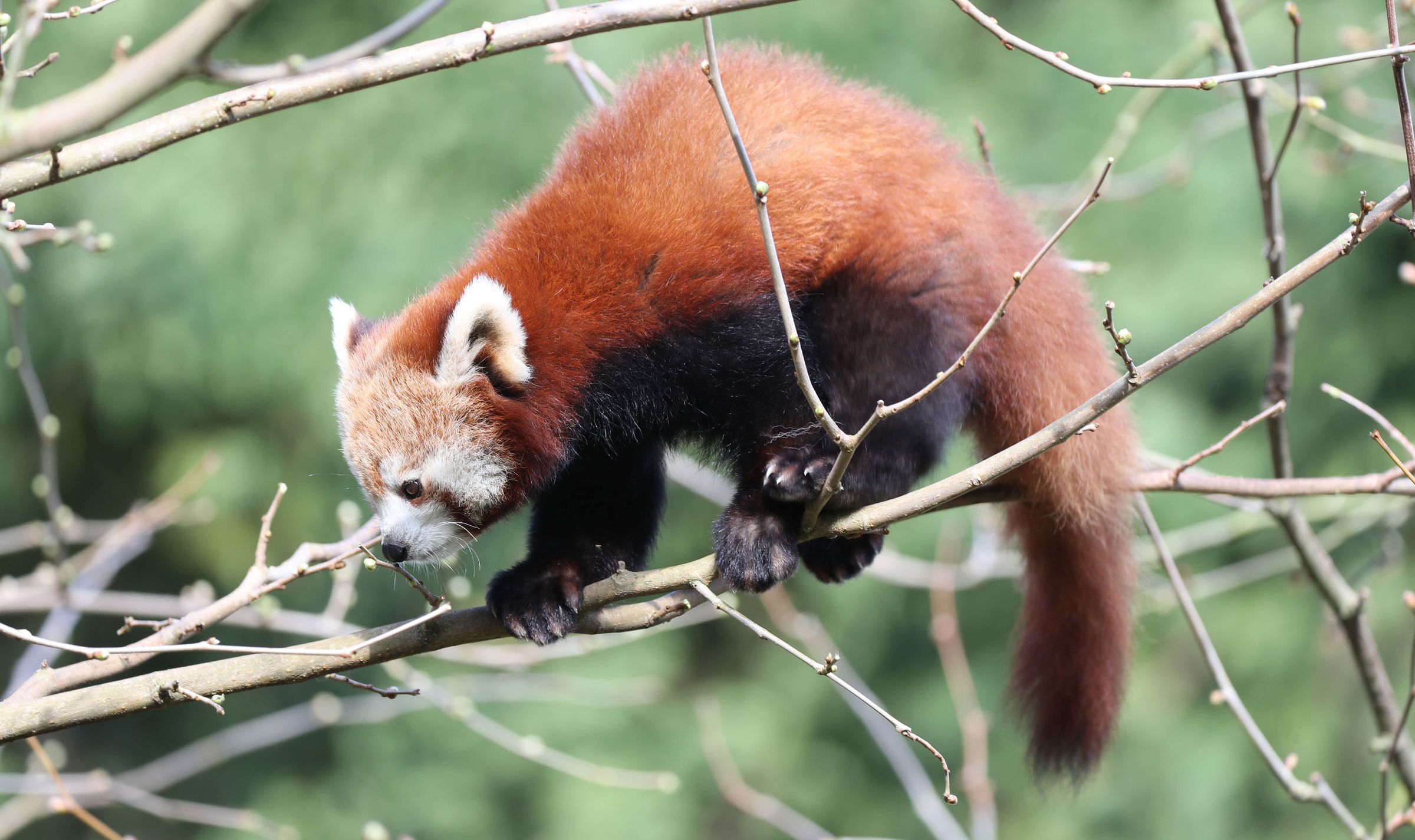 Panda roux | ZooParc de Beauval