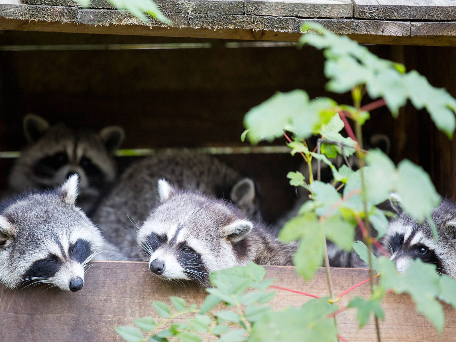 Raton laveur | ZooParc de Beauval