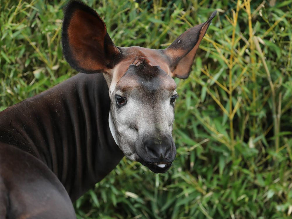Okapi | ZooParc de Beauval