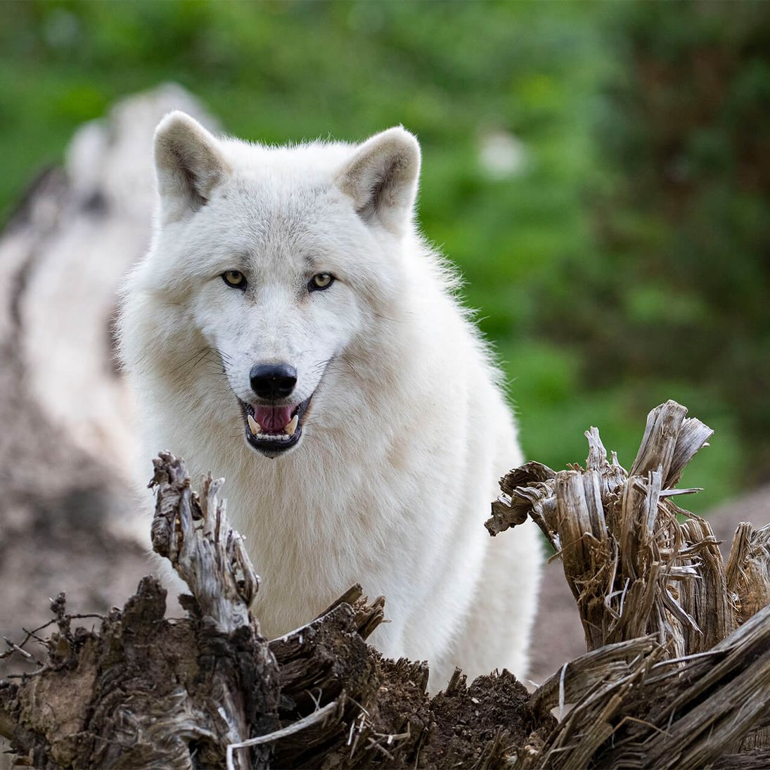 Loup arctique | ZooParc de Beauval