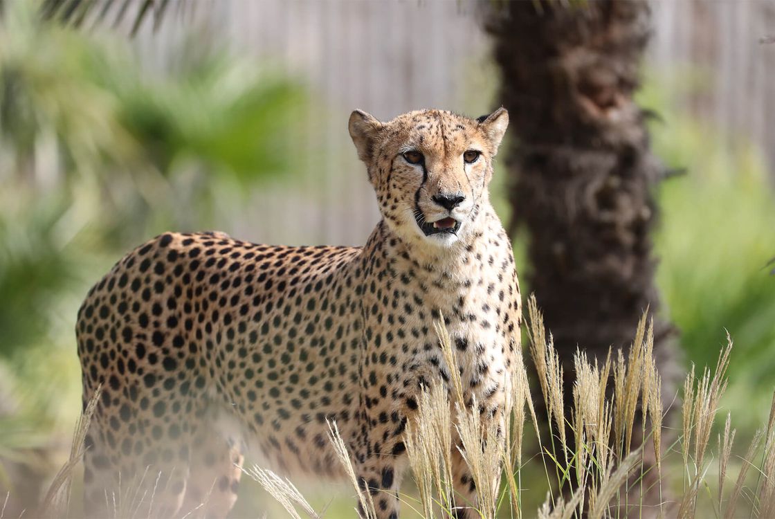 Le Territoire des Guépards | ZooParc de Beauval