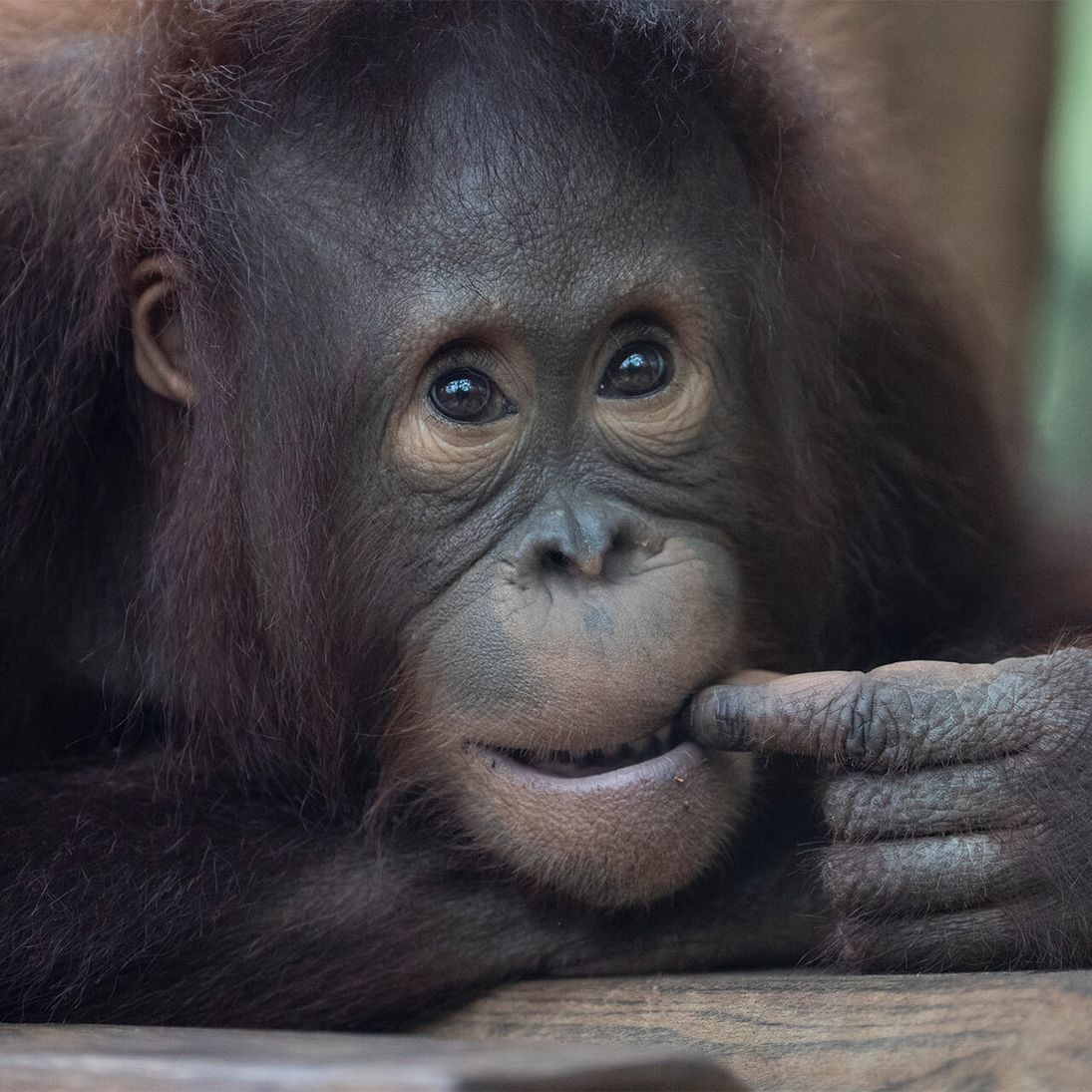 Orang-outan de Bornéo | ZooParc de Beauval