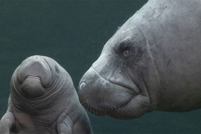 Les naissances et actus du zoo | ZooParc de Beauval