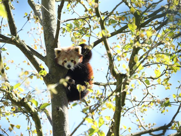 Panda roux | ZooParc de Beauval