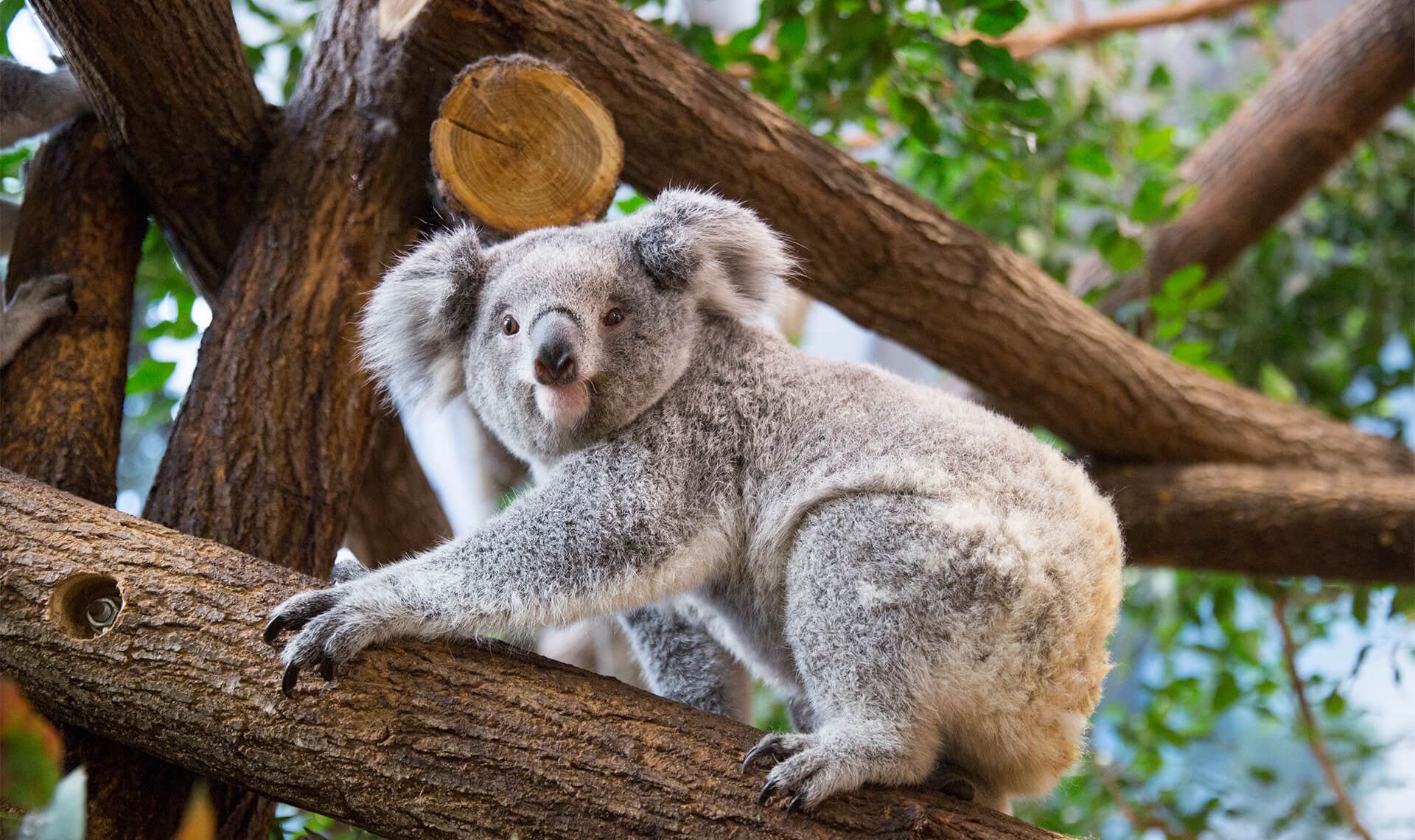 Koala du Queensland | ZooParc de Beauval