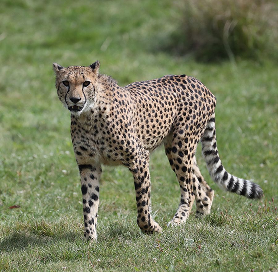 Le Territoire des Guépards | ZooParc de Beauval