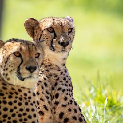 Le Territoire des Guépards | ZooParc de Beauval