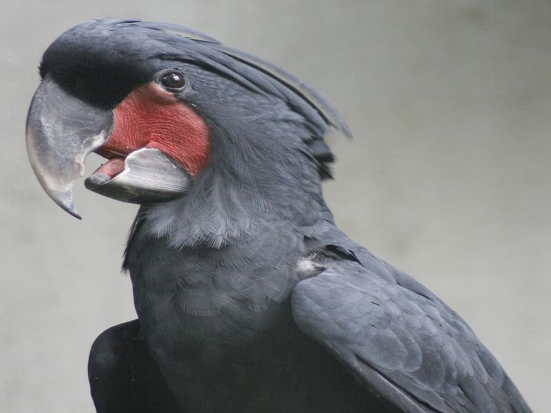 Microglosse | ZooParc de Beauval