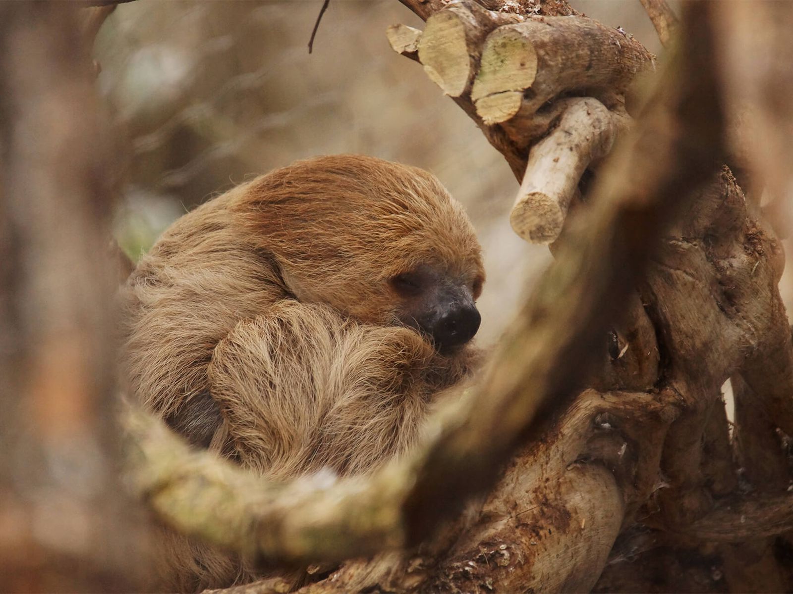 Paresseux à deux doigts | ZooParc de Beauval