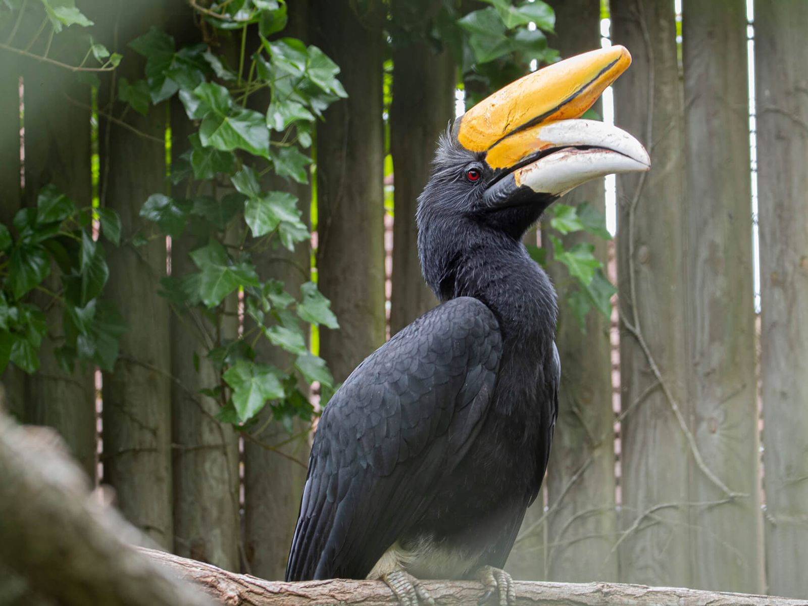Calao rhinocéros | ZooParc de Beauval