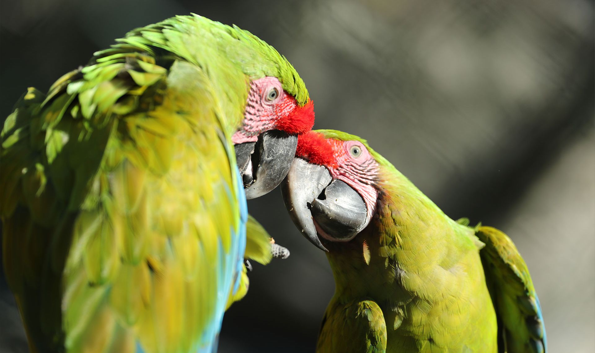 La Rotonde des Perroquets | ZooParc de Beauval