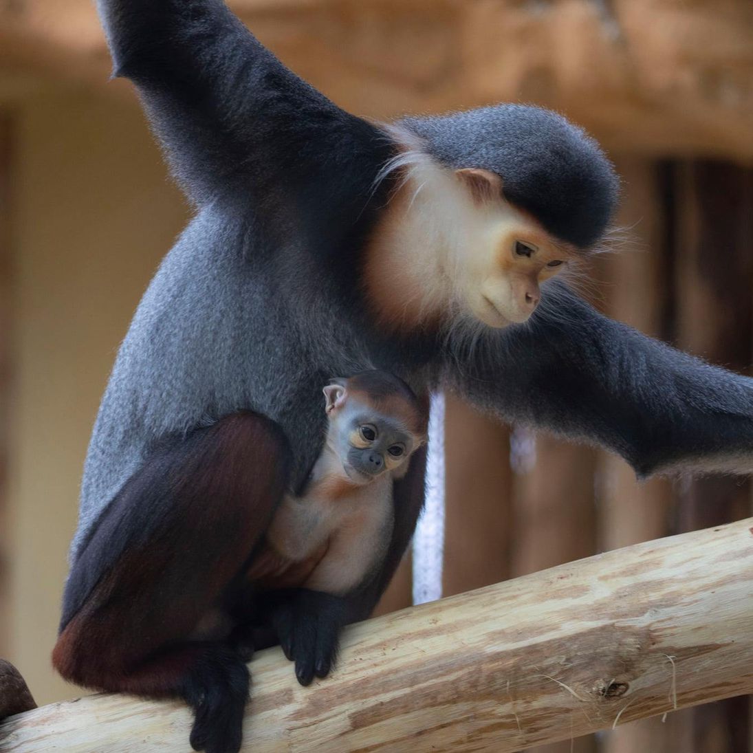 Langur de Douc | ZooParc de Beauval