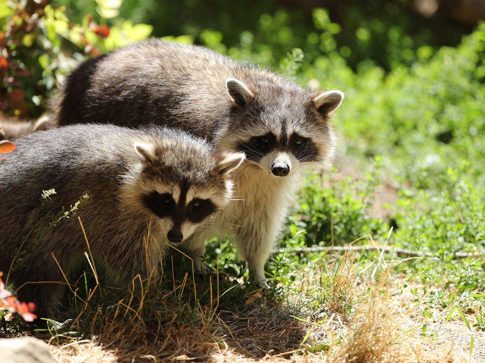 Raton laveur | ZooParc de Beauval
