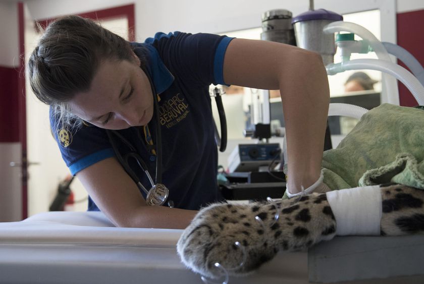 Clinique vétérinaire et centre de recherche | ZooParc de Beauval