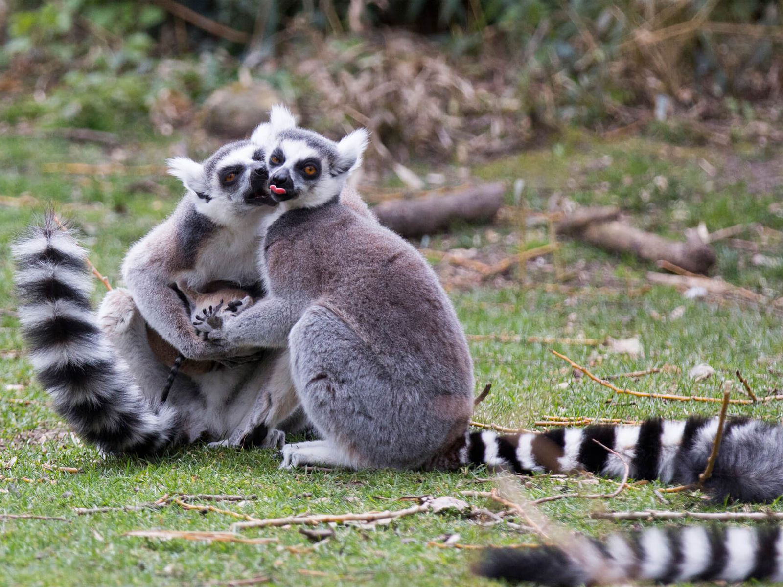 Maki catta | ZooParc de Beauval