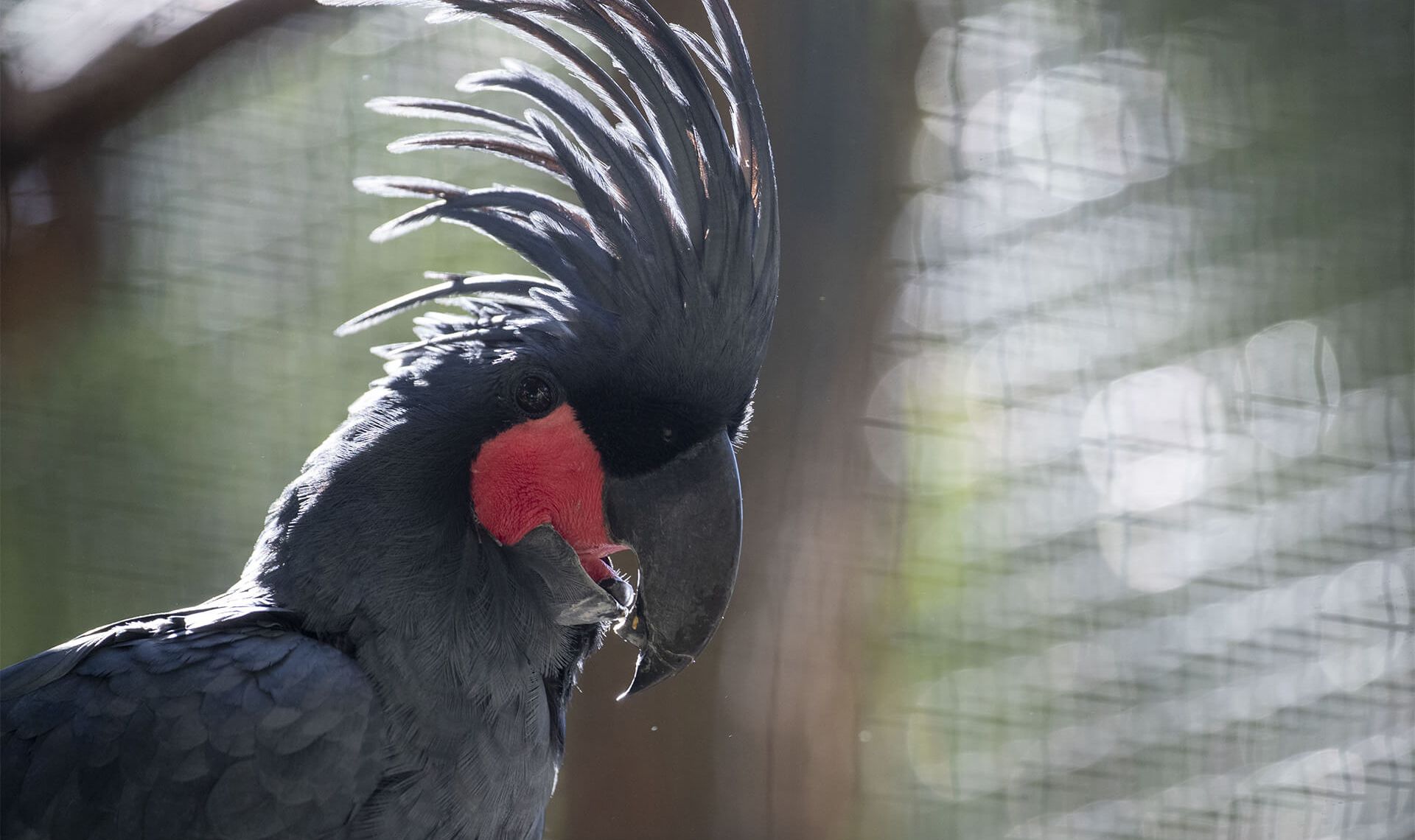 Microglosse | ZooParc de Beauval