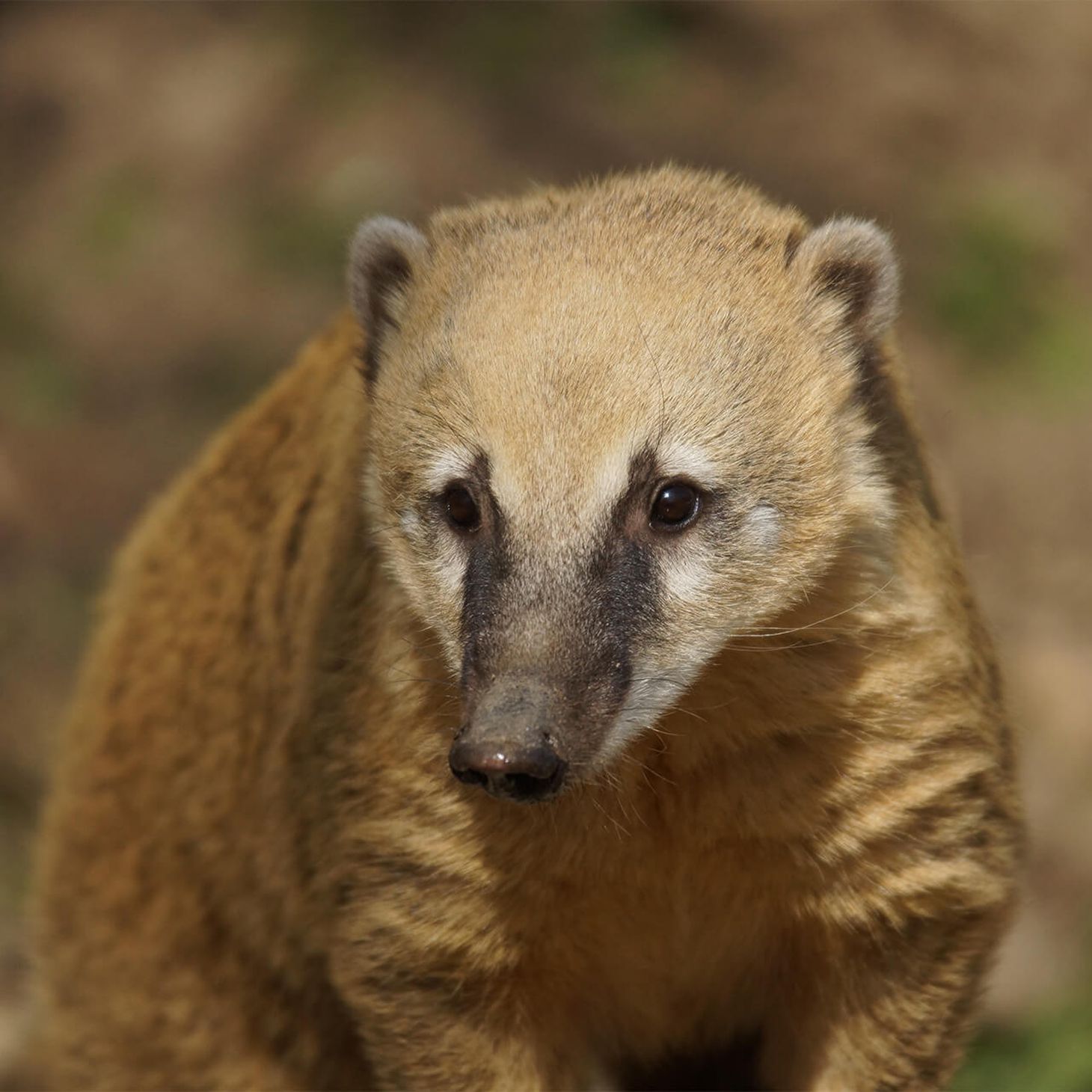 coati | ZooParc de Beauval