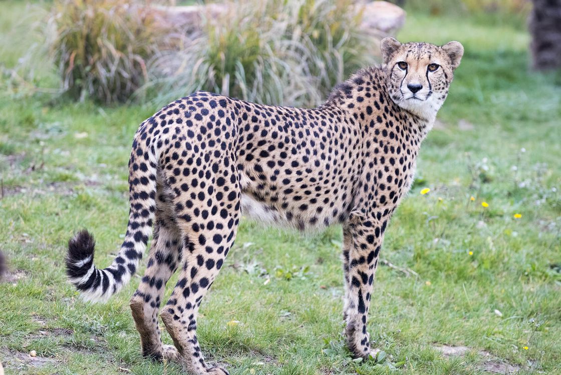 Le Territoire des Guépards | ZooParc de Beauval