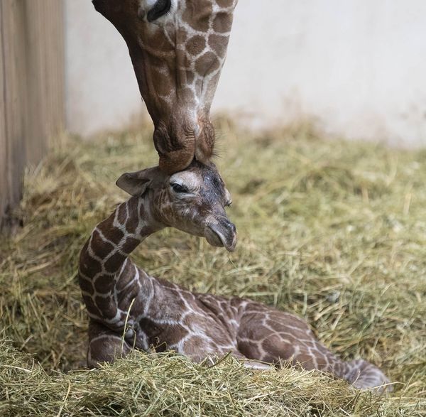 The 4th most beautiful zoo in the world | ZooParc de Beauval