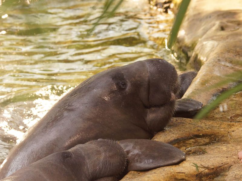 Lamantin des caraïbes | ZooParc de Beauval