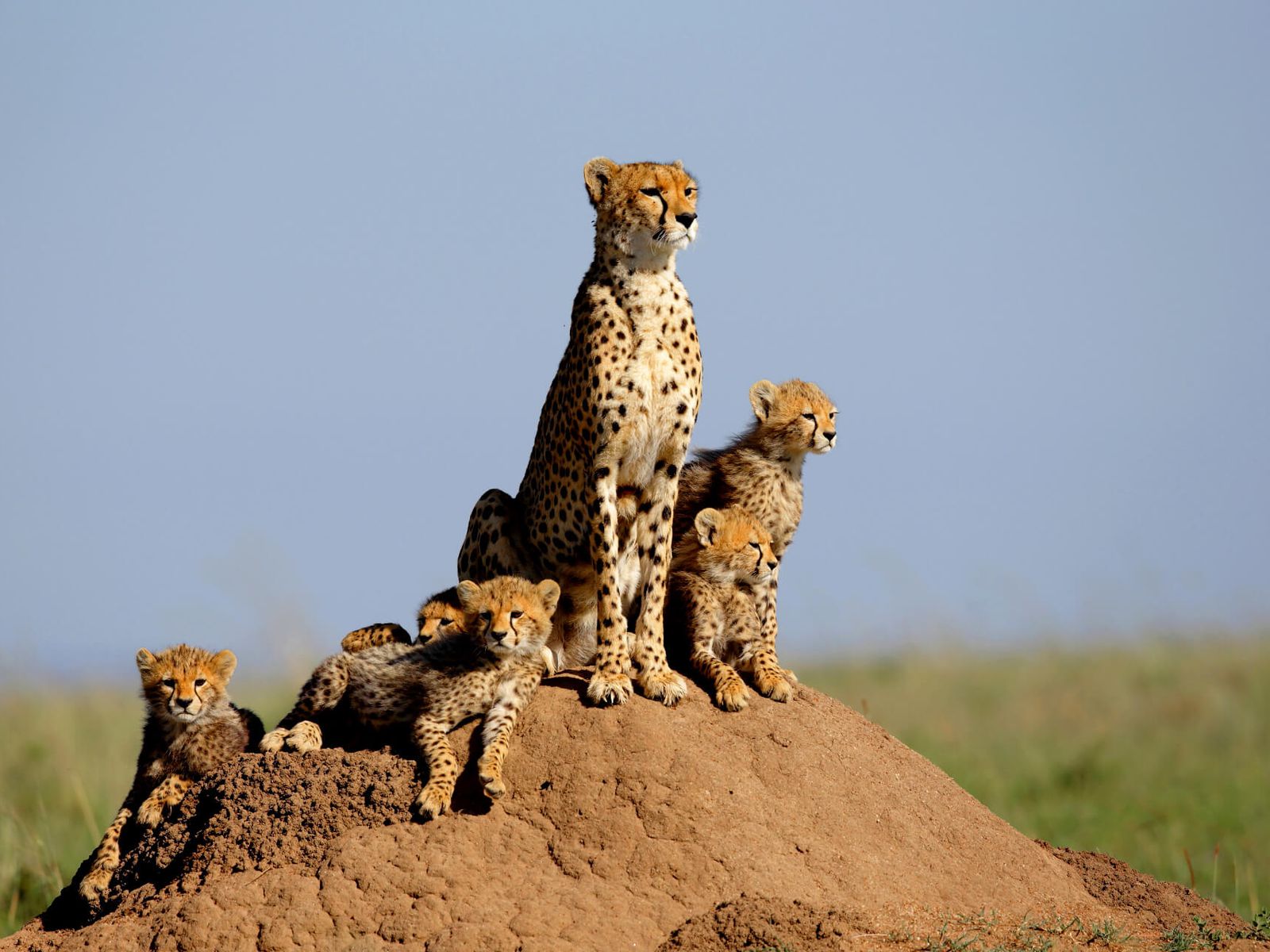 Guépard | ZooParc de Beauval