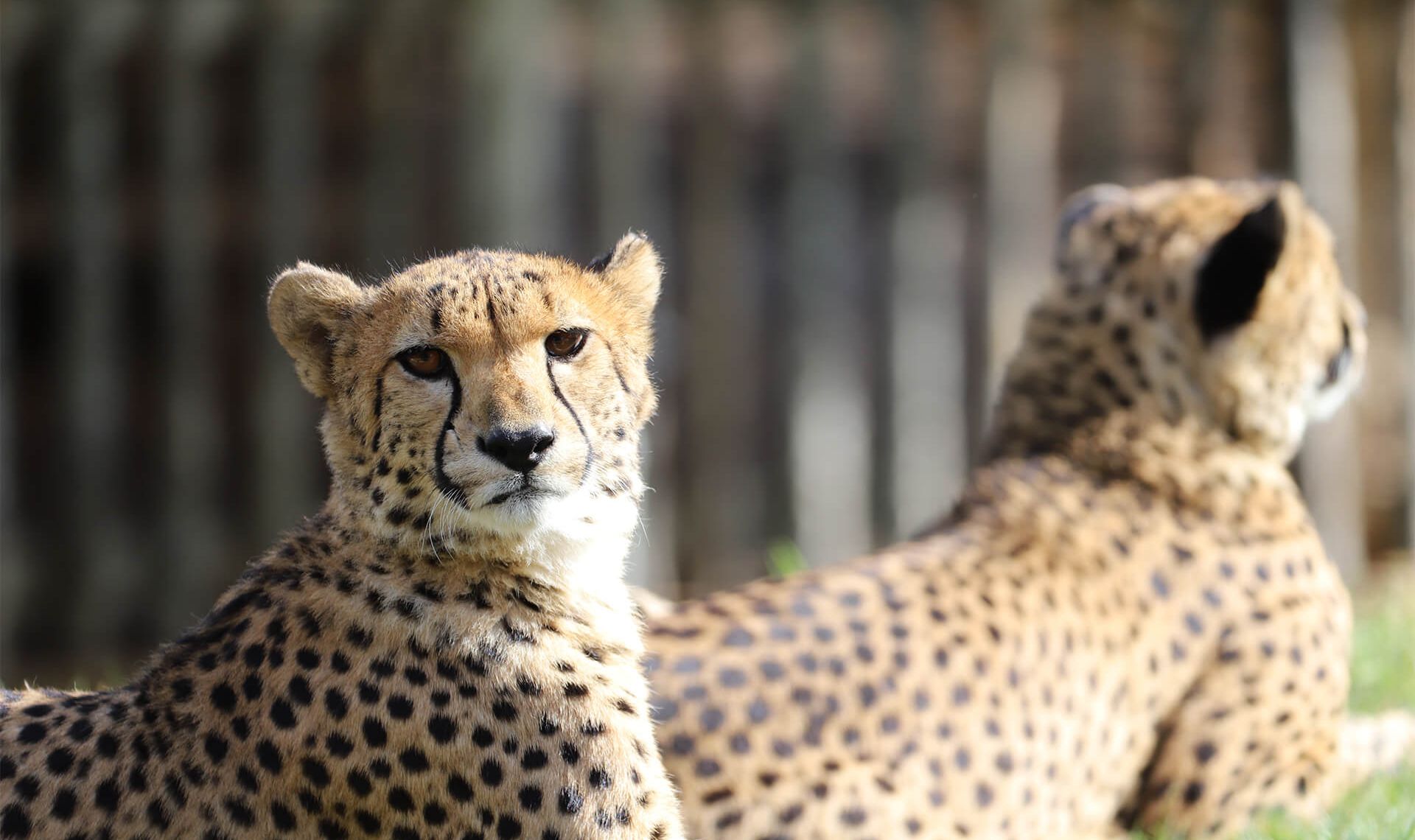 Guépard | ZooParc de Beauval
