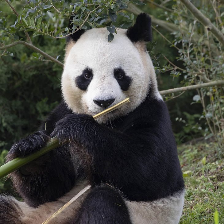 Panda géant | ZooParc de Beauval