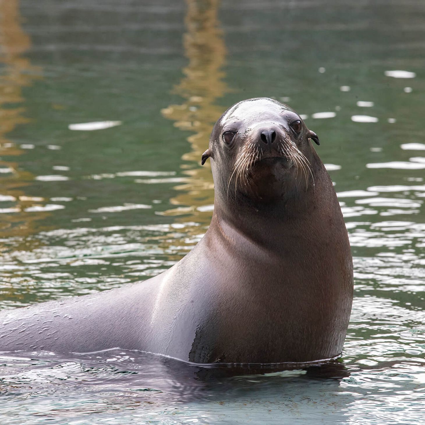 Otarie | ZooParc de Beauval
