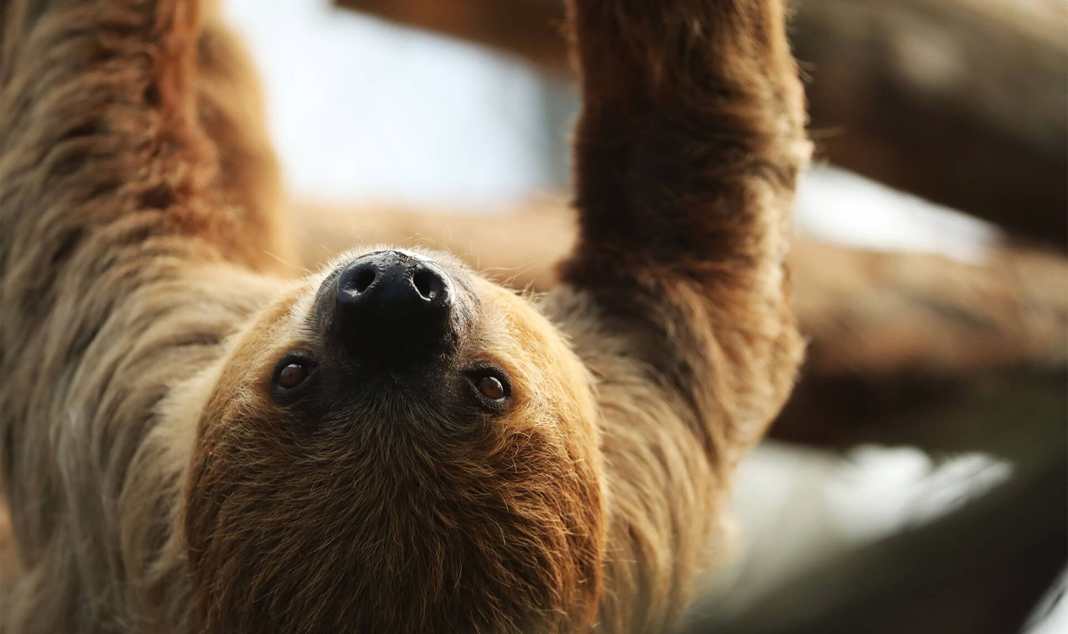 Paresseux à deux doigts | ZooParc de Beauval
