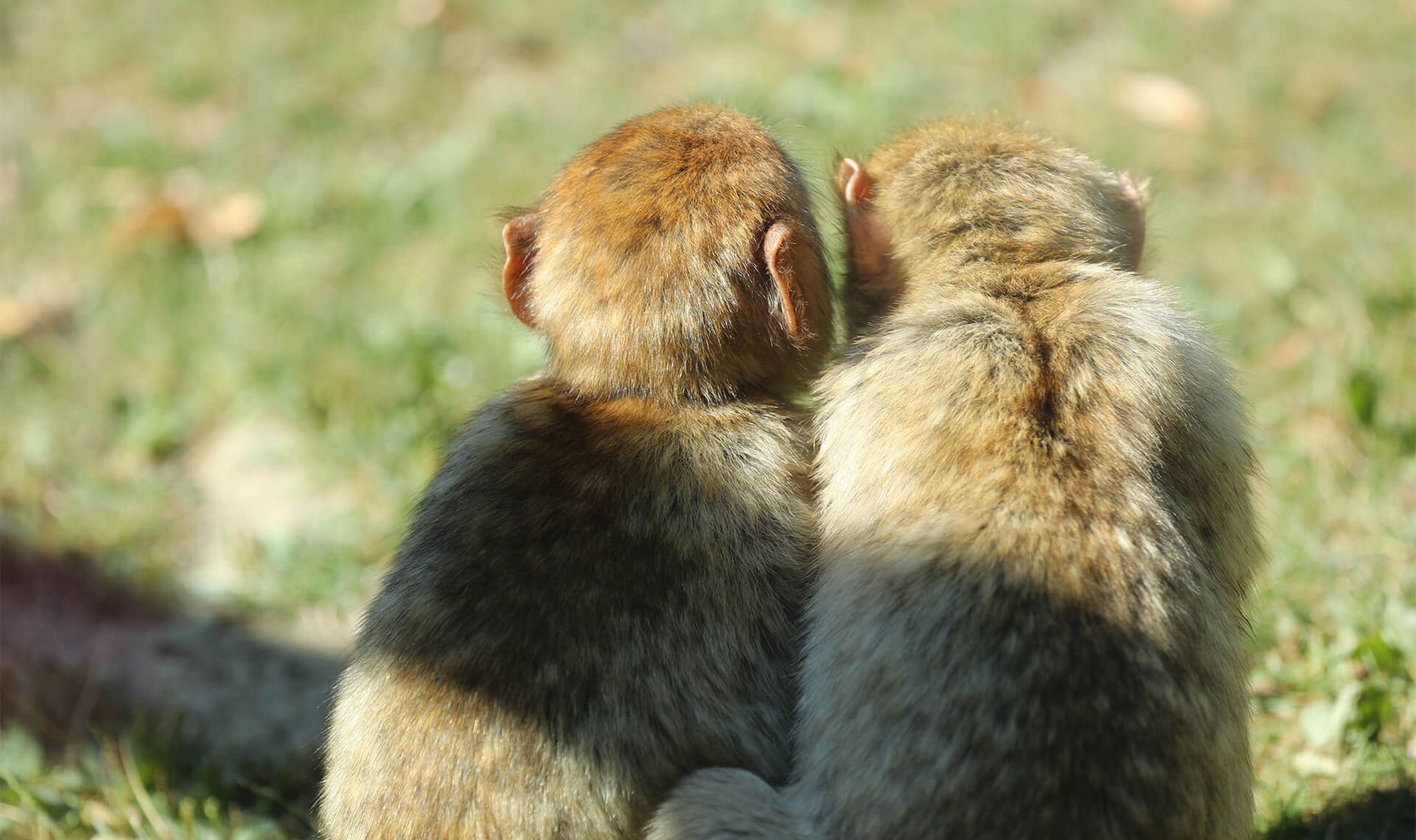 Magot | ZooParc de Beauval