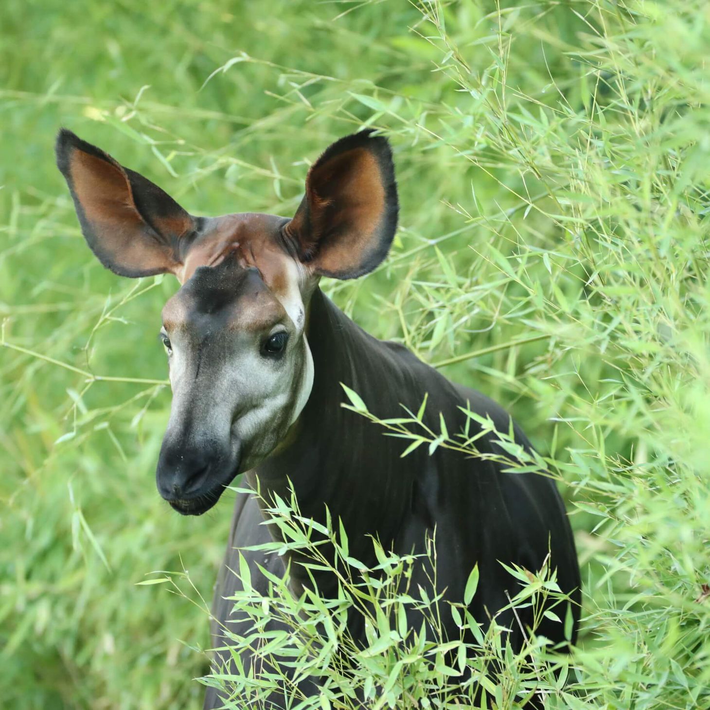 Okapi | ZooParc de Beauval