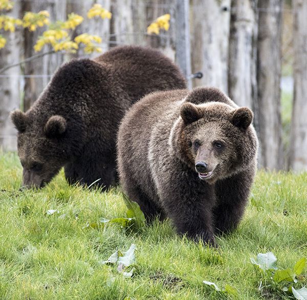 Le Territoire Nord-Américain | ZooParc de Beauval