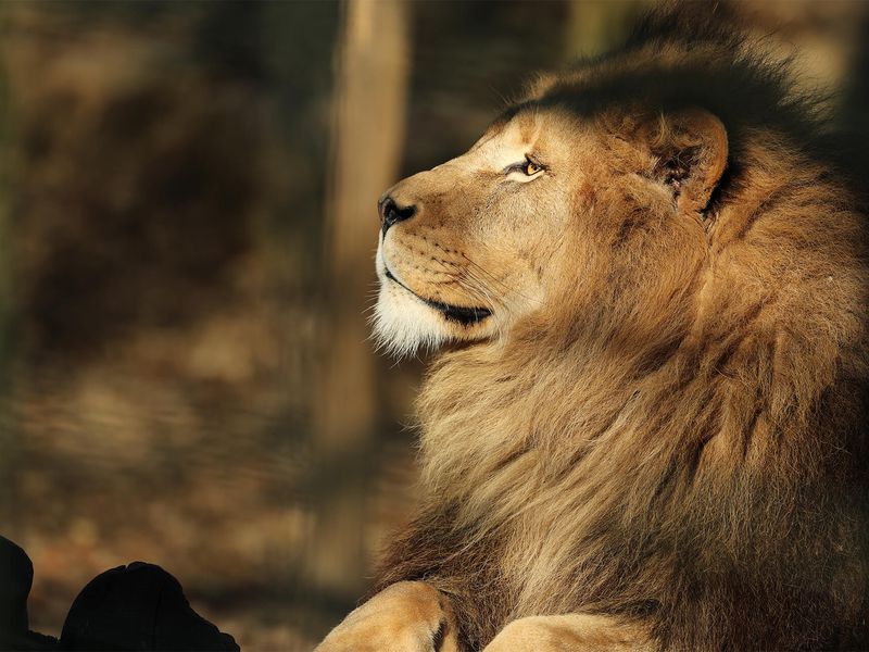 Lion du Sud | ZooParc de Beauval