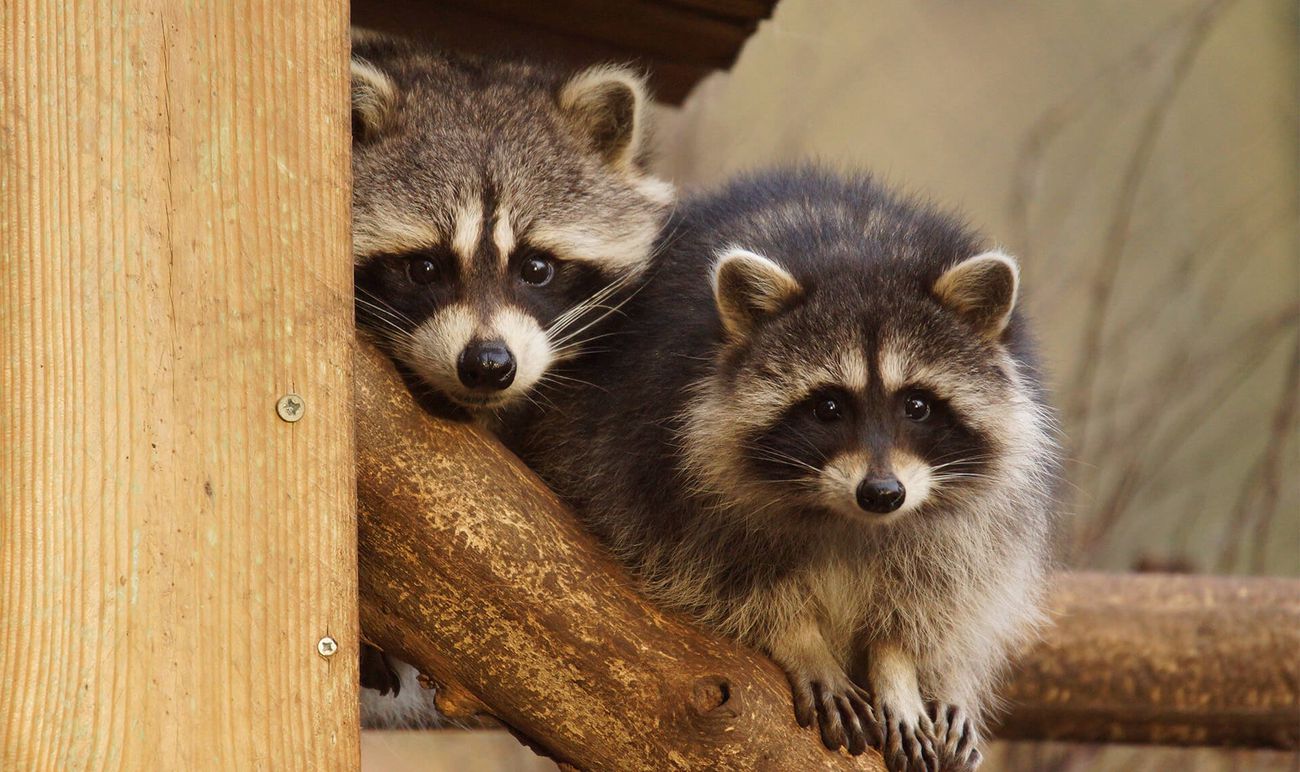 Raton laveur | ZooParc de Beauval