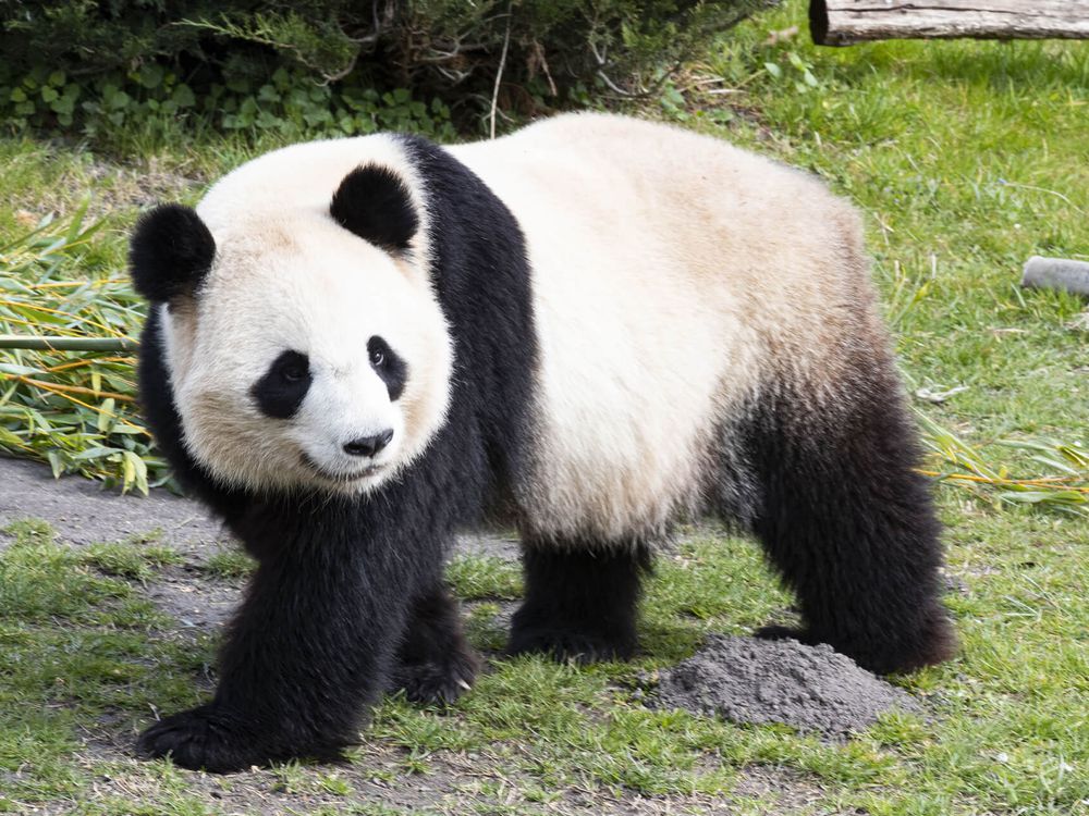 Saga panda | ZooParc de Beauval