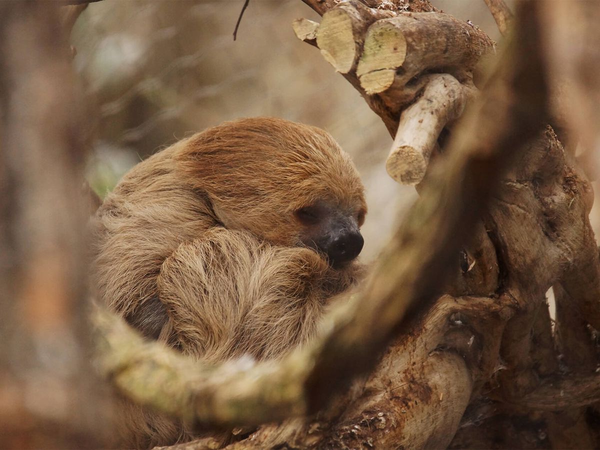 Paresseux à deux doigts | ZooParc de Beauval