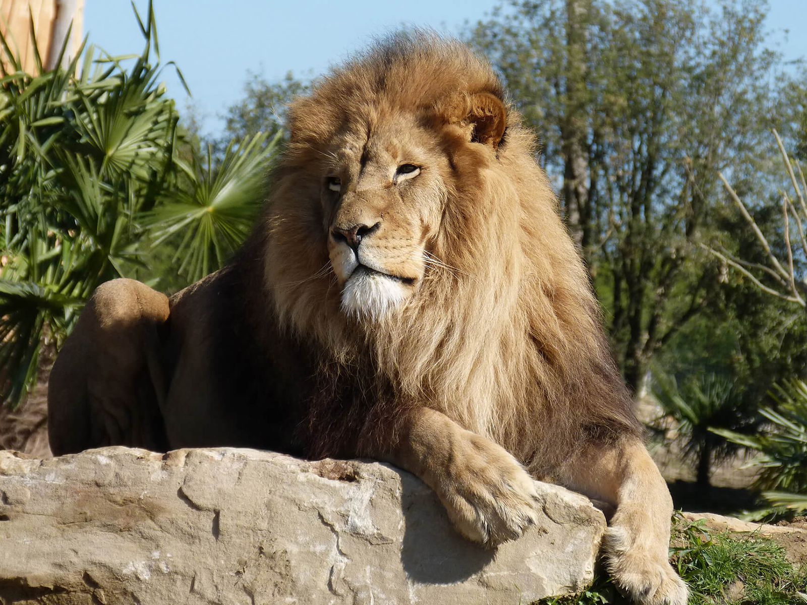 Lion du Sud | ZooParc de Beauval