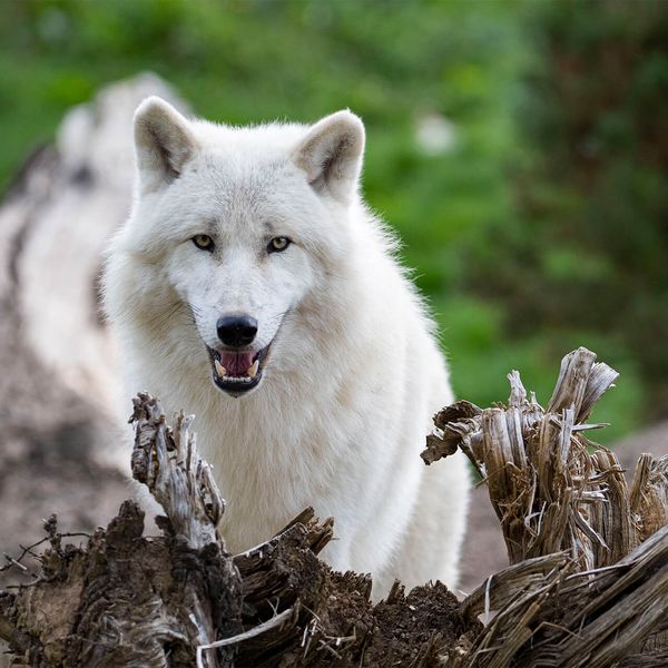 The extraordinary animals | ZooParc de Beauval