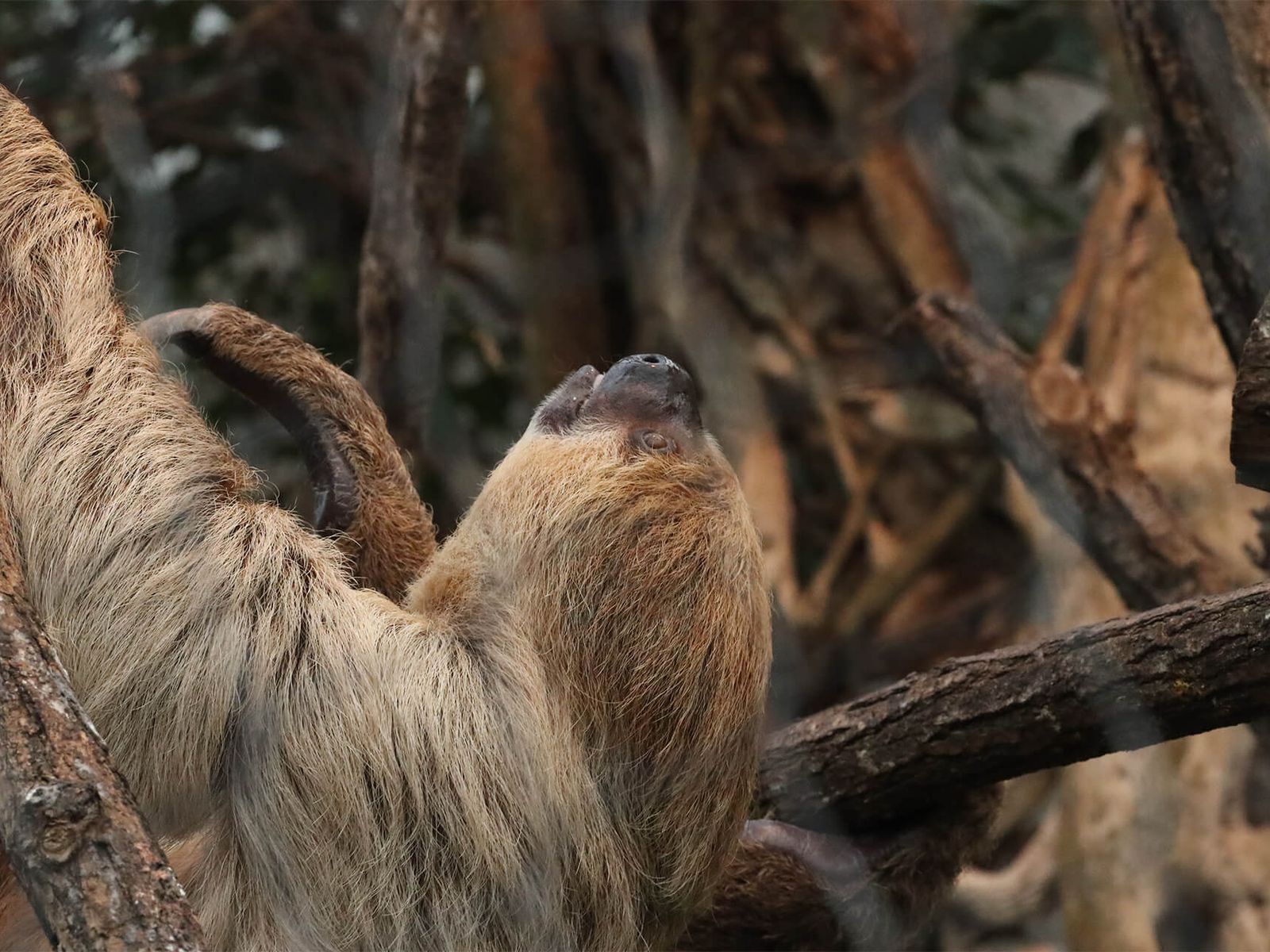 Paresseux à deux doigts | ZooParc de Beauval