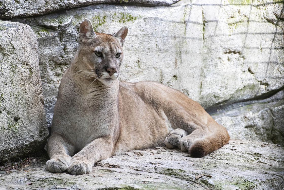 The Big Cat Woodlands | ZooParc de Beauval
